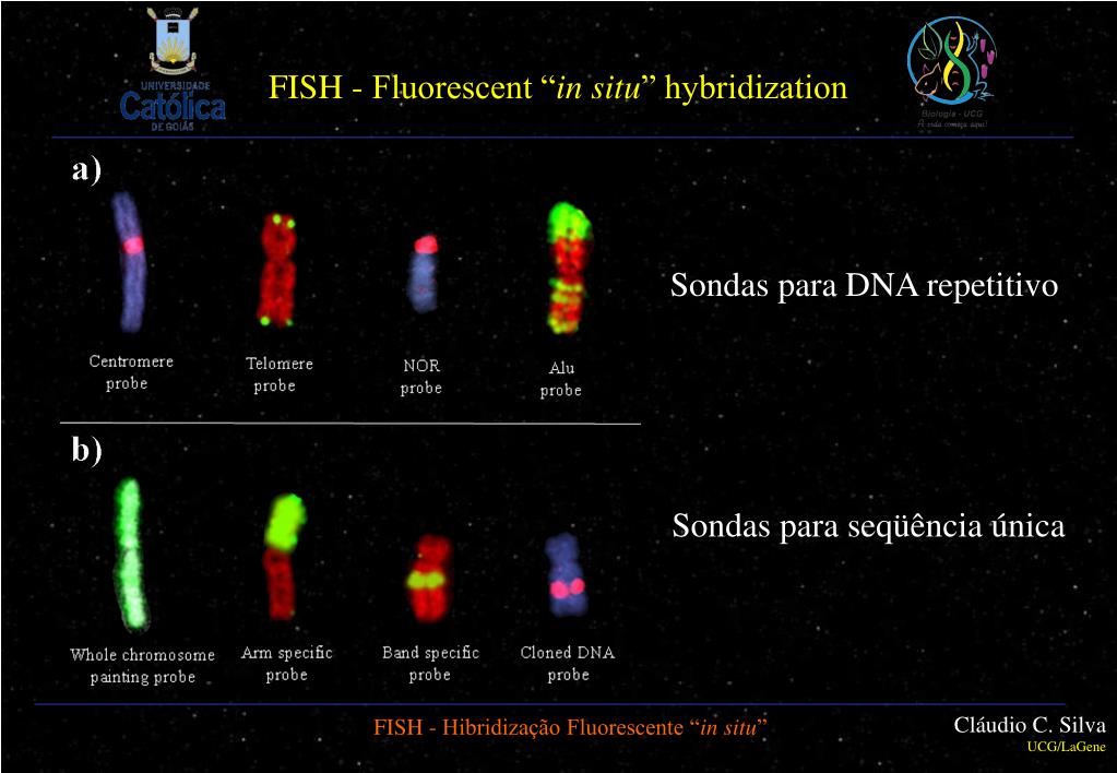 PPT - MÉTODOS MOLECULARES NA ANÁLISE CROMOSSÔMICA PowerPoint ...