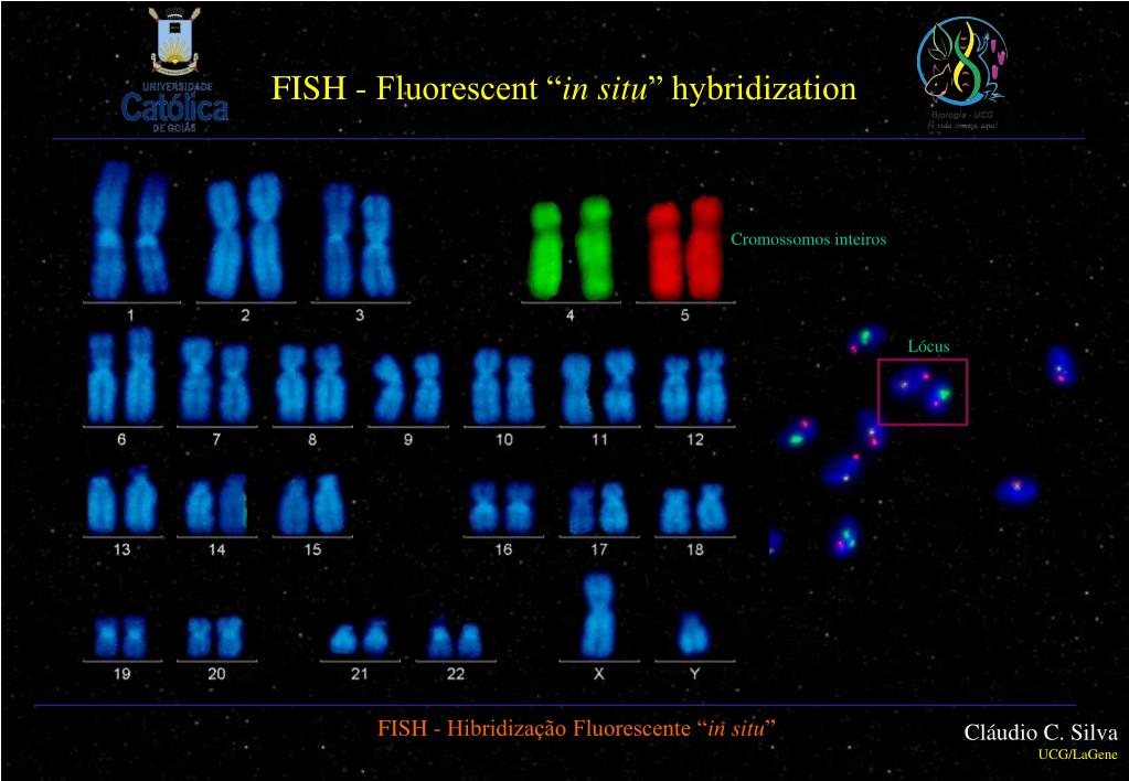 PPT - MÉTODOS MOLECULARES NA ANÁLISE CROMOSSÔMICA PowerPoint ...