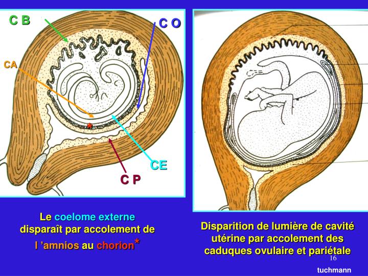 PPT - Délimitation du placenta PowerPoint Presentation - ID:909302