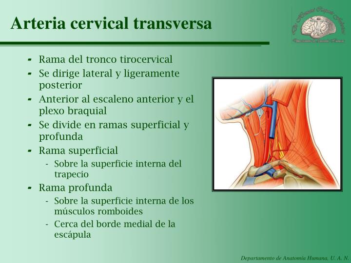 PPT - UNIDAD 8 Cabeza y cuello PowerPoint Presentation - ID:909332