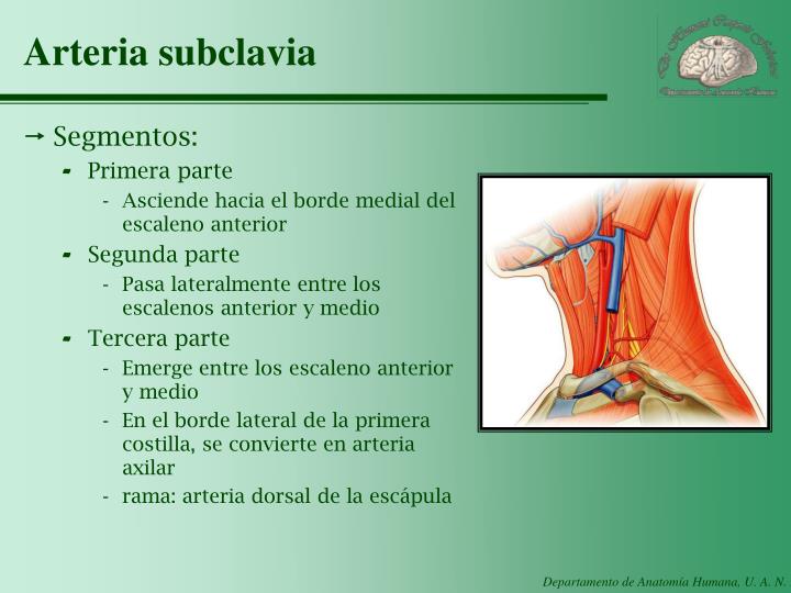 PPT - UNIDAD 8 Cabeza y cuello PowerPoint Presentation - ID:909332