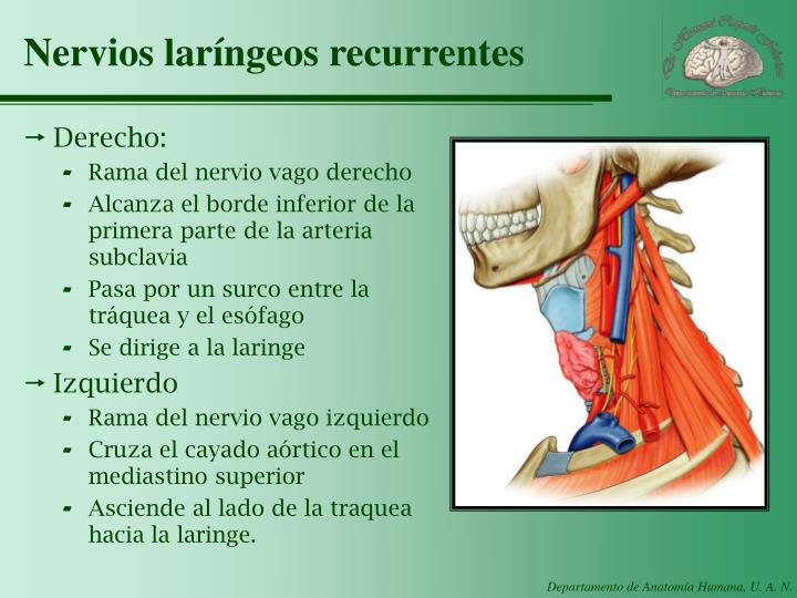 PPT - UNIDAD 8 Cabeza y cuello PowerPoint Presentation - ID:909332