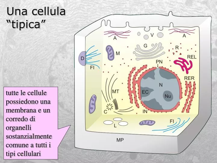 PPT - Una cellula “tipica” PowerPoint Presentation, free download - ID ...