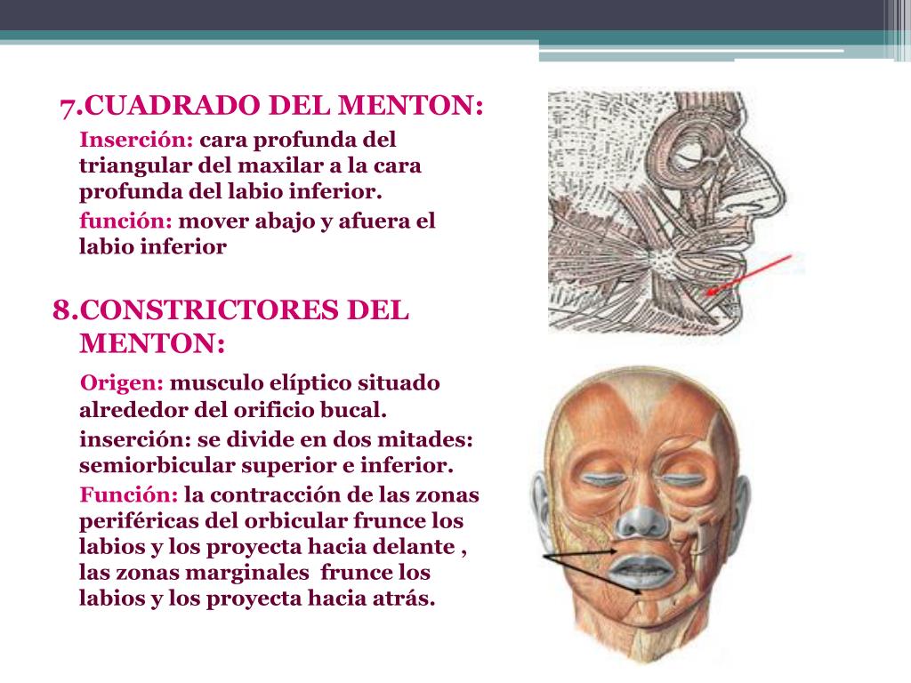 PPT M sculos DE LA CARA PowerPoint Presentation Free Download ID PPT M sculos DE LA CARA PowerPoint Presentation Free Download ID