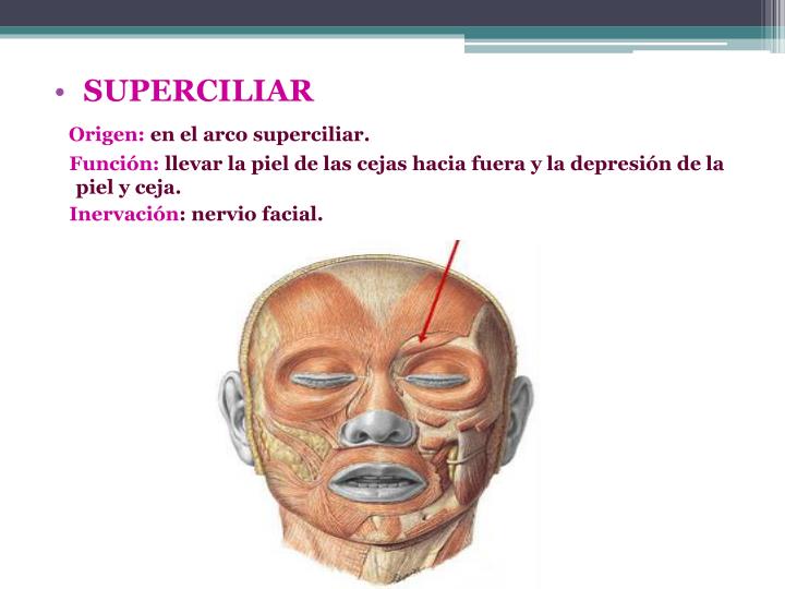 PPT - Músculos DE LA CARA PowerPoint Presentation - ID:910130