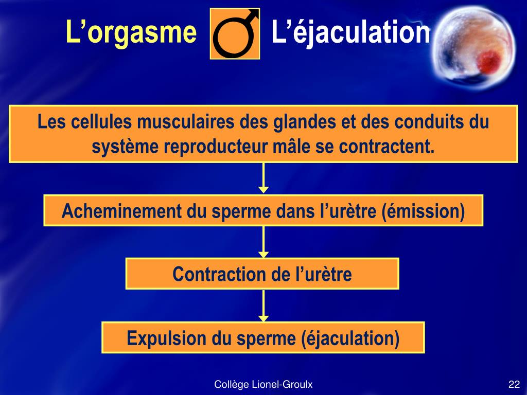 PPT - La physiologie de la reproduction PowerPoint Presentation, free ... PPT - La physiologie de la reproduction PowerPoint Presentation, free ...