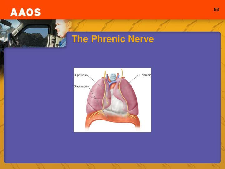 PPT - Chapter 5 The Human Body PowerPoint Presentation - ID:910940