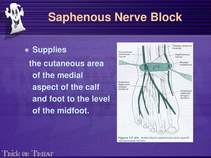 PPT - Lower Extremity Peripheral Nerve Block R4 장 지 혜 PowerPoint ...