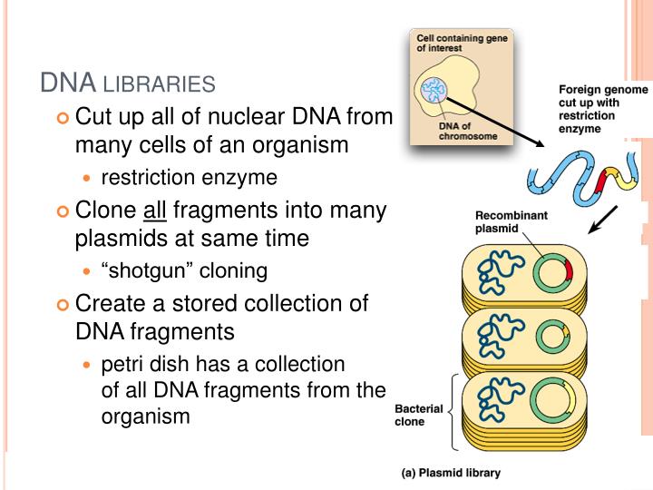 PPT - Chapter 20 part 3: A Little More Advanced Biotechnology Tools ...