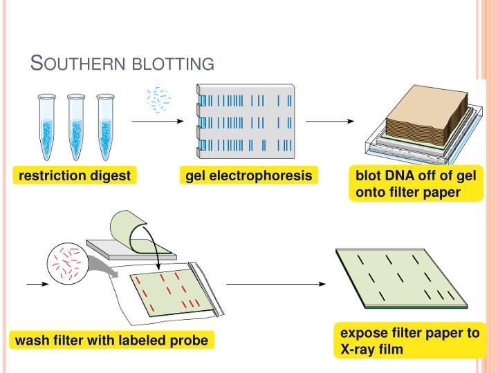 PPT - Chapter 20 part 3: A Little More Advanced Biotechnology Tools ...