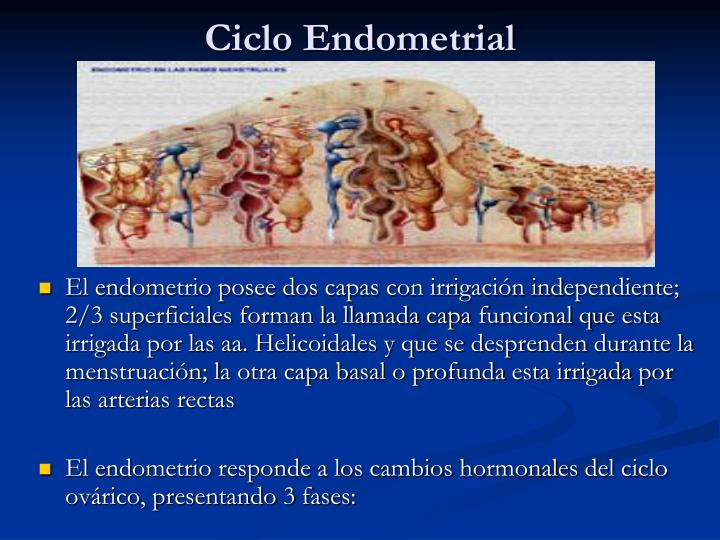 PPT - Fisiología del ciclo menstrual PowerPoint Presentation - ID:913171