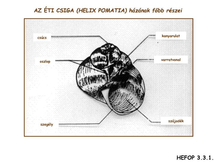 PPT - ÁLLATTAN, ÁLLATÉLETTAN I. PowerPoint Presentation - ID:913346