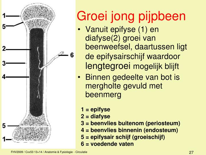 PPT - Anatomie / fysiologie Circulatie PowerPoint Presentation - ID:914655