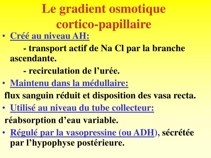 PPT - PHYSIOLOGIE RENALE PowerPoint Presentation - ID:915327