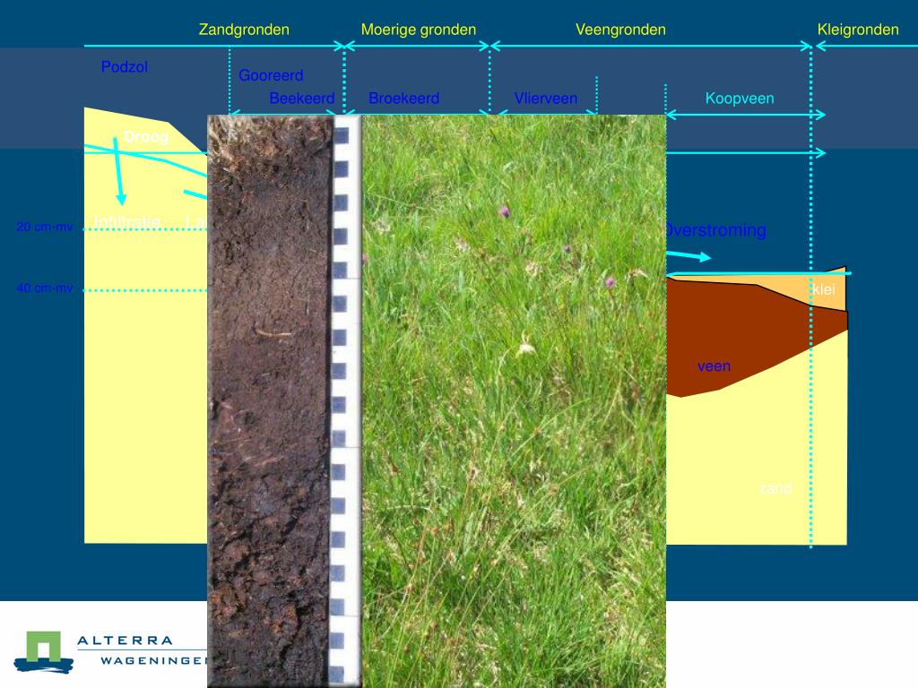 PPT - Toepassing van bodeminformatie bij herstel van verdroogde ...