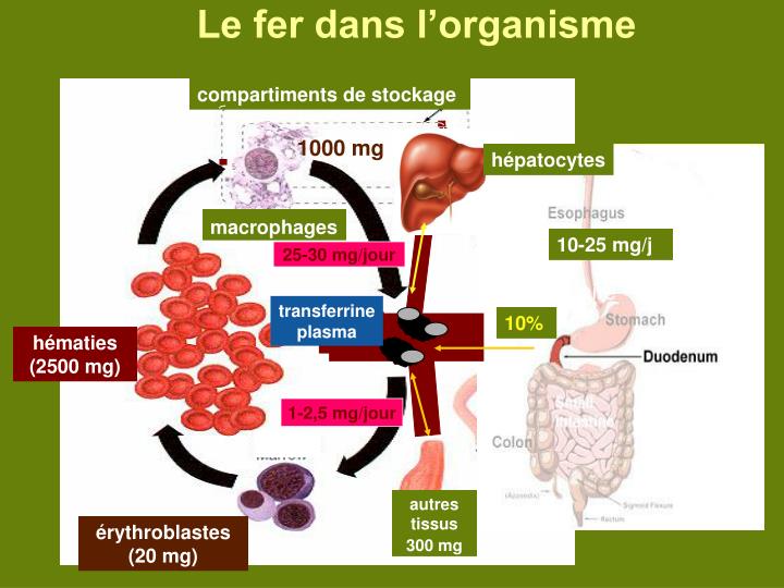 PPT - ANEMIES ET TRAITEMENT PowerPoint Presentation - ID:916272