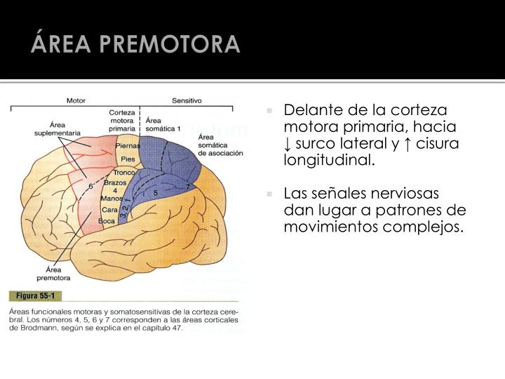 PPT - CORTEZA CEREBRAL Aprendizaje y Memoria PowerPoint Presentation ...