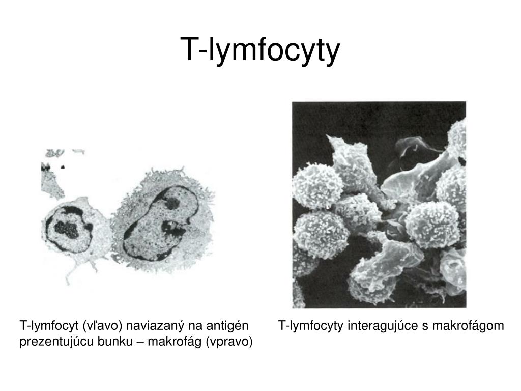 PPT - Imunochémia štúdium štruktúry protilátok a ich schopnosti viazať ...