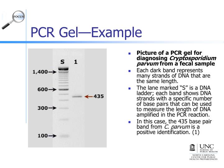 PPT - Laboratory Diagnosis: Molecular Techniques PowerPoint ...
