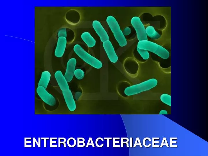 PPT - ENTEROBACTERIACEAE PowerPoint Presentation, free download - ID:917764