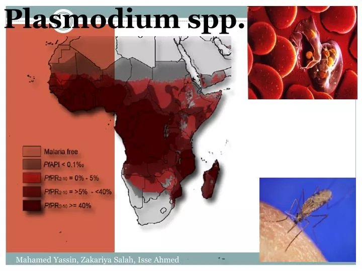 PPT - Plasmodium spp. PowerPoint Presentation, free download - ID:918228
