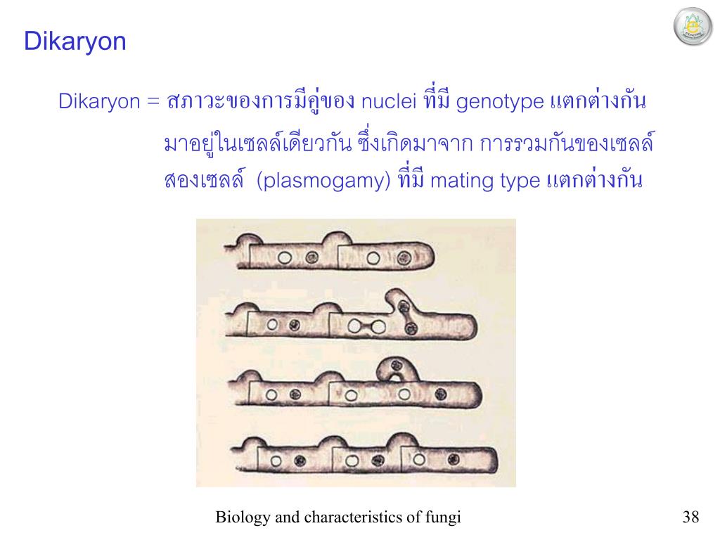 PPT - ประโยชน์และโทษของ PowerPoint Presentation - ID:918972