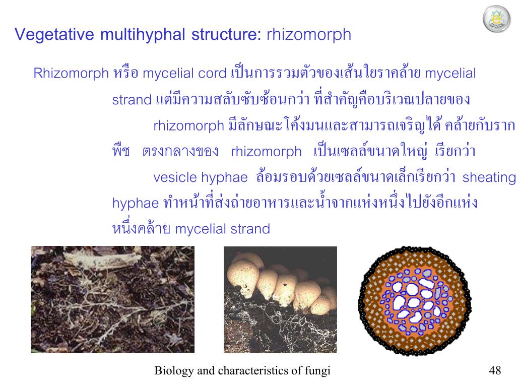 PPT - ประโยชน์และโทษของ PowerPoint Presentation - ID:918972