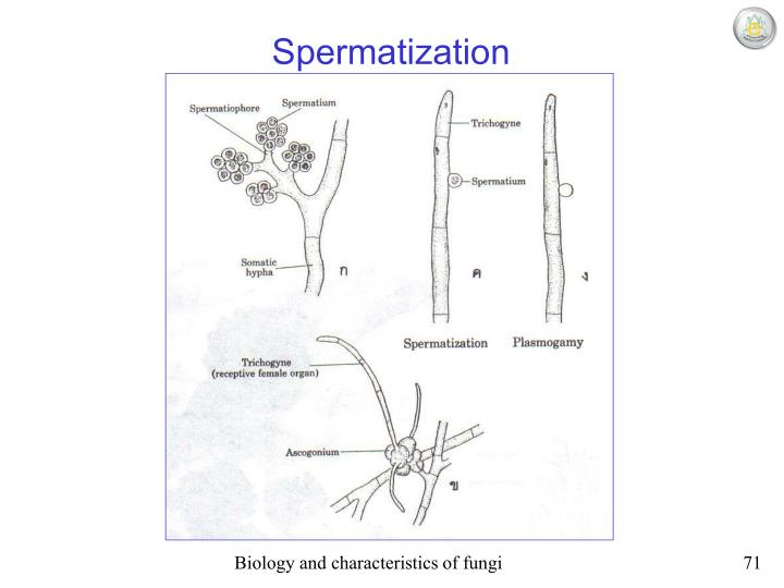PPT - ประโยชน์และโทษของ PowerPoint Presentation - ID:918972