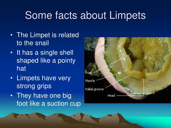 PPT - Limpets PowerPoint Presentation - ID:919673