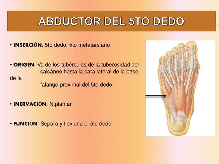 PPT - MÚSCULOS DE MIEMBRO INFERIOR PowerPoint Presentation - ID:920181