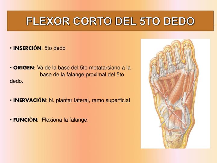 PPT - MÚSCULOS DE MIEMBRO INFERIOR PowerPoint Presentation - ID:920181
