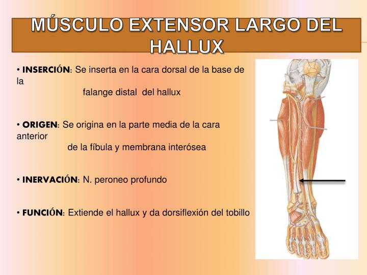 PPT - MÚSCULOS DE MIEMBRO INFERIOR PowerPoint Presentation - ID:920181