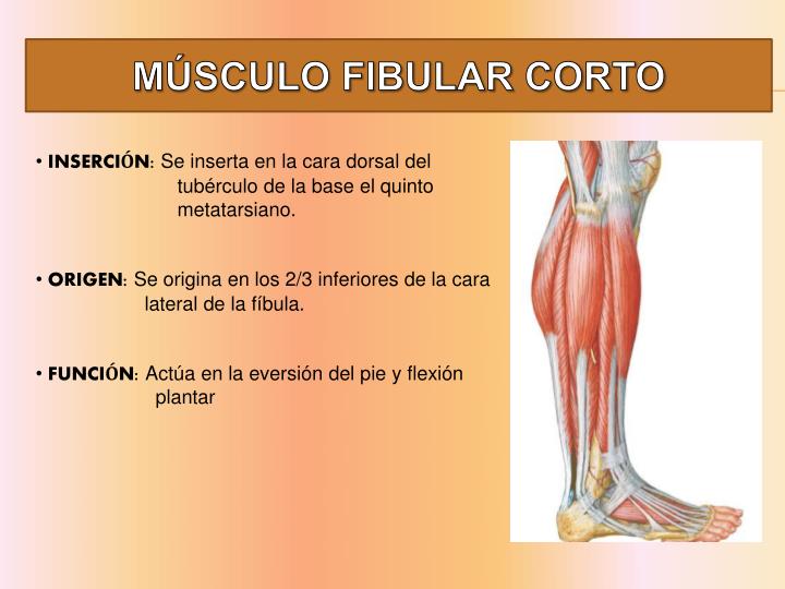 PPT - MÚSCULOS DE MIEMBRO INFERIOR PowerPoint Presentation - ID:920181