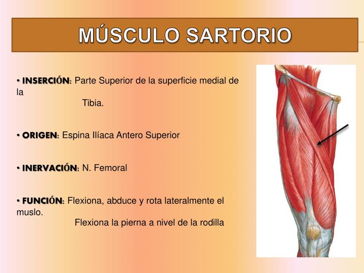 PPT - MÚSCULOS DE MIEMBRO INFERIOR PowerPoint Presentation - ID:920181