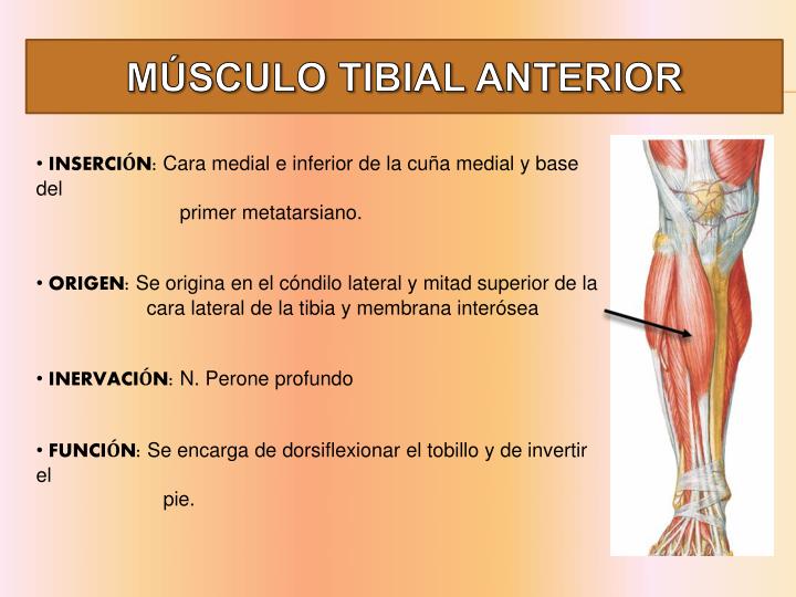 PPT - MÚSCULOS DE MIEMBRO INFERIOR PowerPoint Presentation - ID:920181