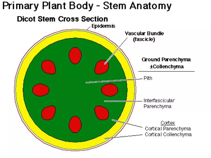 PPT - vascular bundles arranged at random throughout stem PowerPoint ...