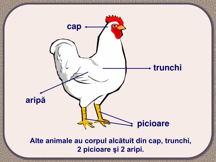 PPT - Alcătuirea unui animal PowerPoint Presentation - ID:920690