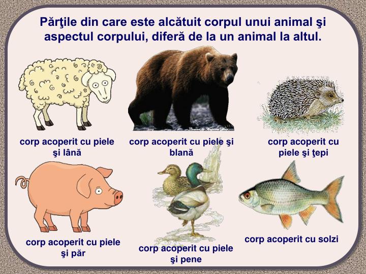 PPT - Alcătuirea unui animal PowerPoint Presentation - ID:920690
