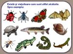 PPT - Alcătuirea unui animal PowerPoint Presentation - ID:920690