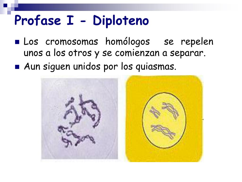 PPT - Mitosis y Meiosis PowerPoint Presentation, free download - ID:920822