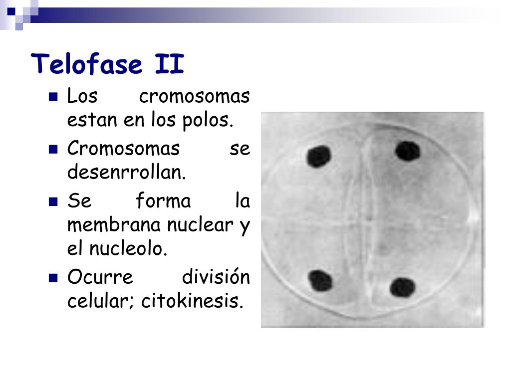 PPT - Mitosis y Meiosis PowerPoint Presentation, free download - ID:920822