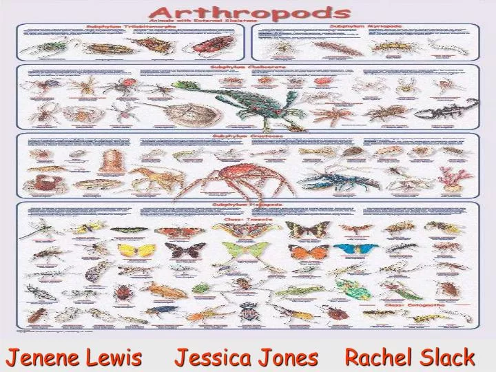 PPT - Arthropods PowerPoint Presentation, free download - ID:92086