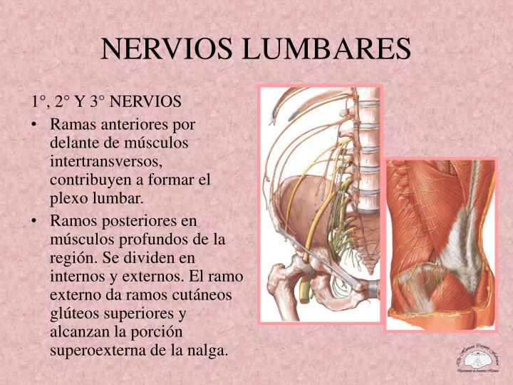 PPT - NERVIOS DORSALES, LUMBARES Y SACROS PowerPoint Presentation - ID ...