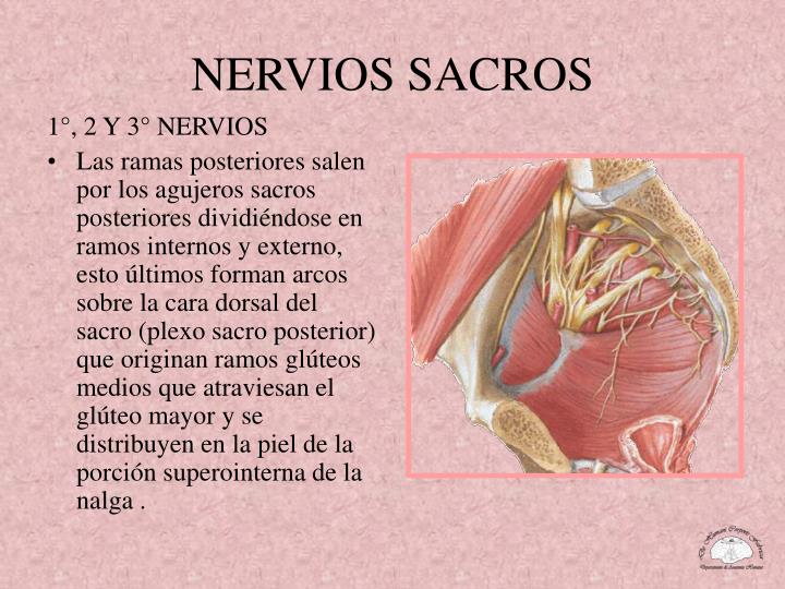 PPT - NERVIOS DORSALES, LUMBARES Y SACROS PowerPoint Presentation - ID ...