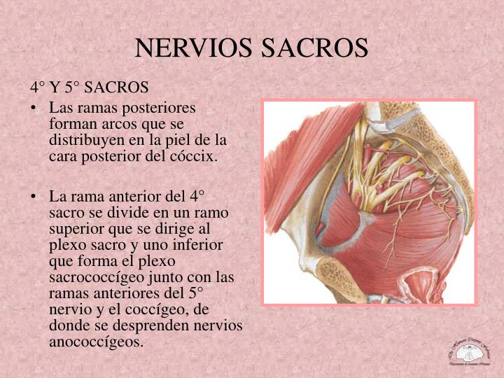 PPT - NERVIOS DORSALES, LUMBARES Y SACROS PowerPoint Presentation - ID ...