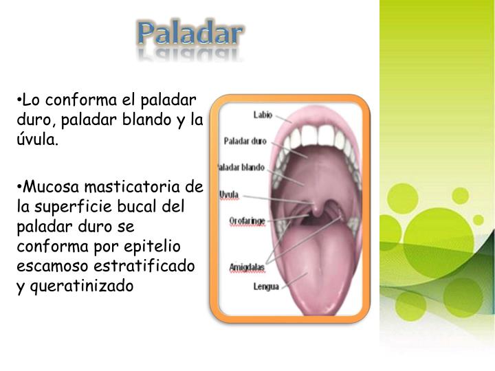 PPT - SISTEMA DIGESTIVO PowerPoint Presentation - ID:921254