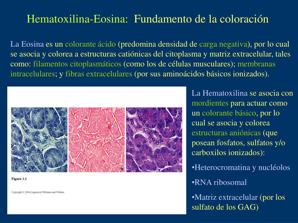 PPT - Histología (anatomía microscópica) PowerPoint Presentation, free ...