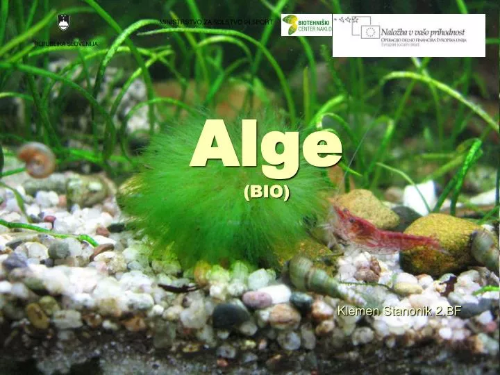 PPT - Alge (BIO) PowerPoint Presentation, free download - ID:922009
