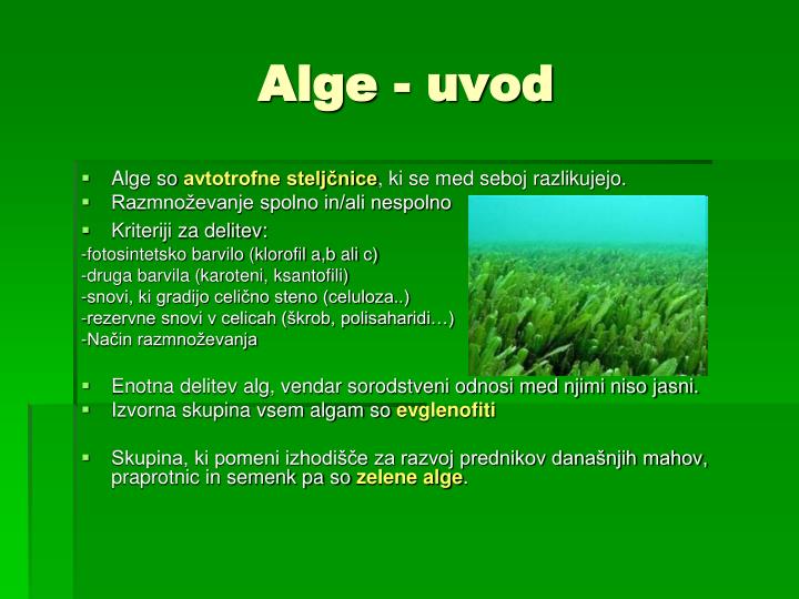 PPT - Alge (BIO) PowerPoint Presentation - ID:922009