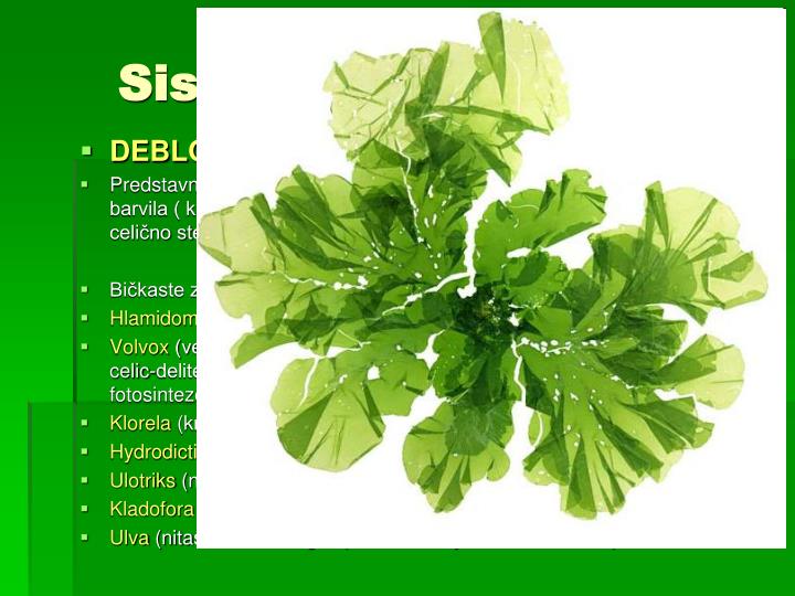 PPT - Alge (BIO) PowerPoint Presentation - ID:922009